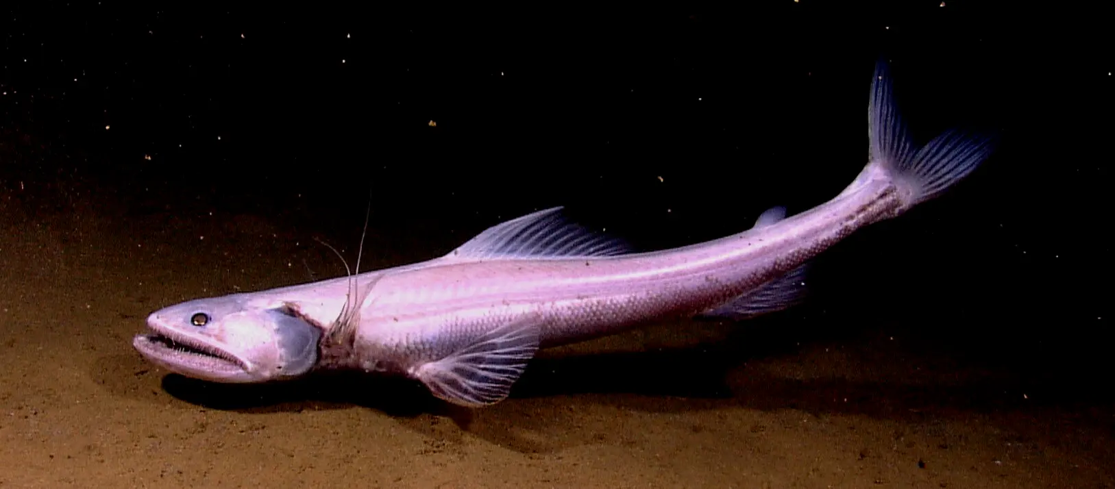 仙女鱼目（Aulopiformes）可能是最名不副实的一类鱼了，而且严格来说Aulopiformes... | 机组 | 机核 GCORES