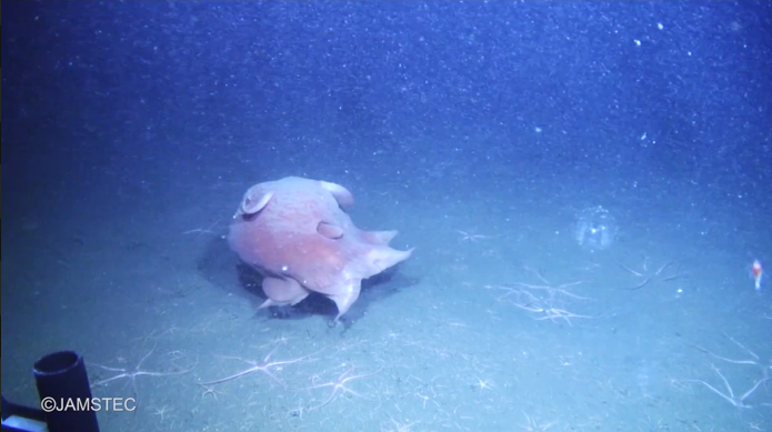 科考结果在游戏中呈现，《Splatoon 2》DLC的深海鱼造型是这么来的 | 机核 GCORES