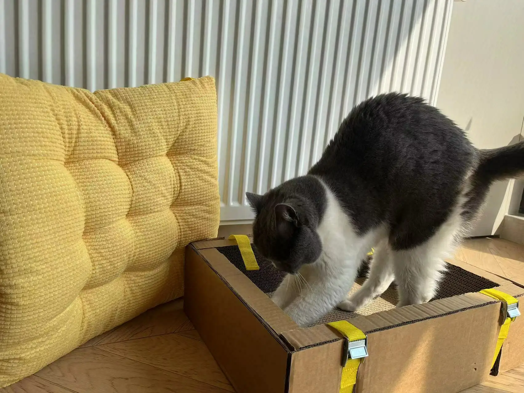 BOOOM暴造｜游戏梦猫窝礼盒 | 机核 GCORES