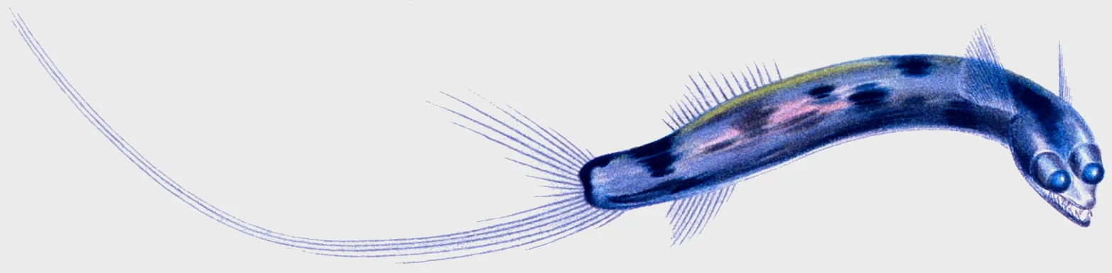 仙女鱼目（Aulopiformes）可能是最名不副实的一类鱼了，而且严格来说Aulopiformes... | 机组 | 机核 GCORES