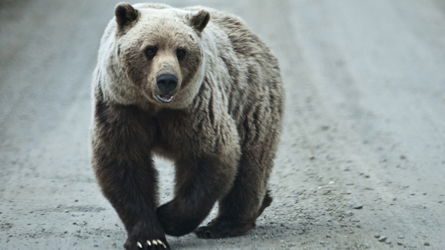 SCP文档 | SCP-1230 英雄的诞生 | 机核